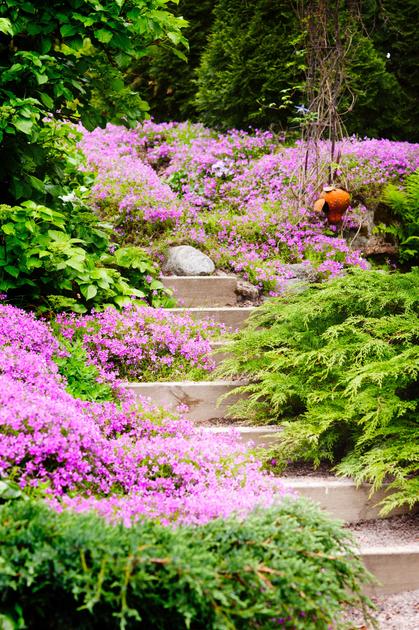 Tuivio: kasvatus, hoito ja istutusideat | Kotona