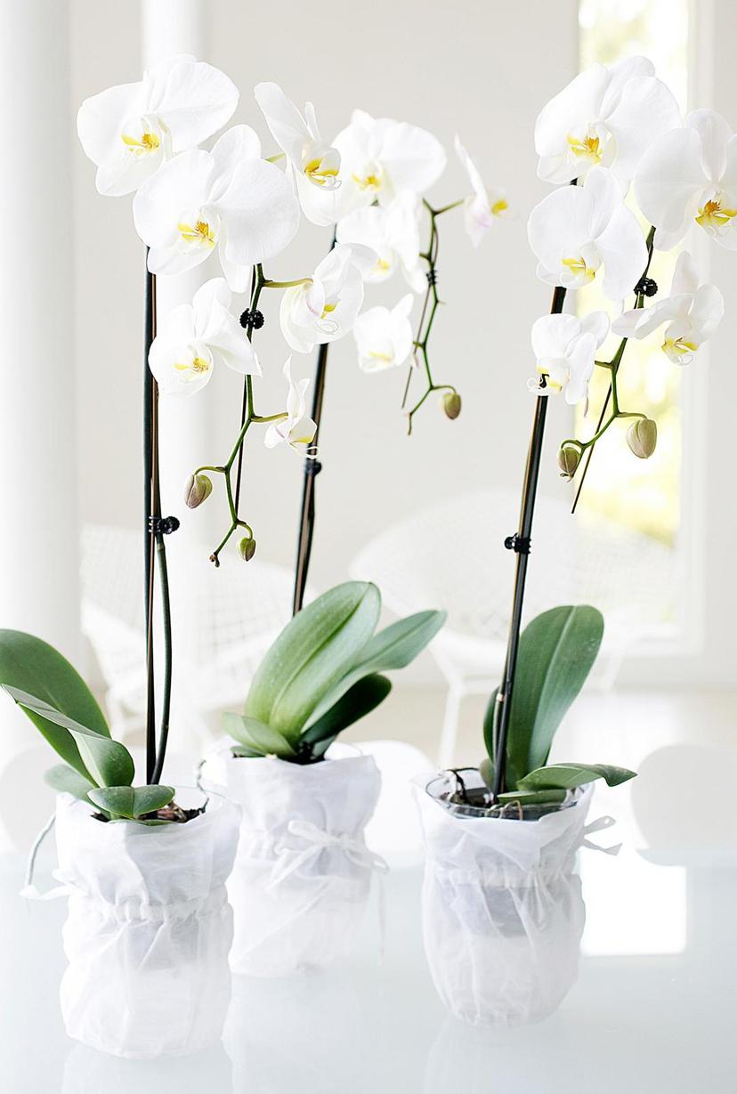Orkidea: hoito, kasvatus ja erilaiset lajit | Viherpiha
