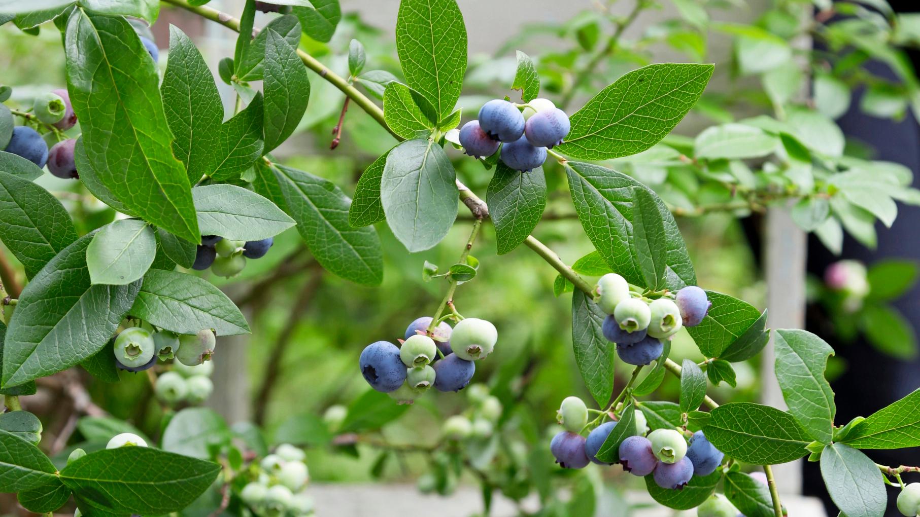 Pensasmustikan talvettaminen ruukussa | Viherpiha