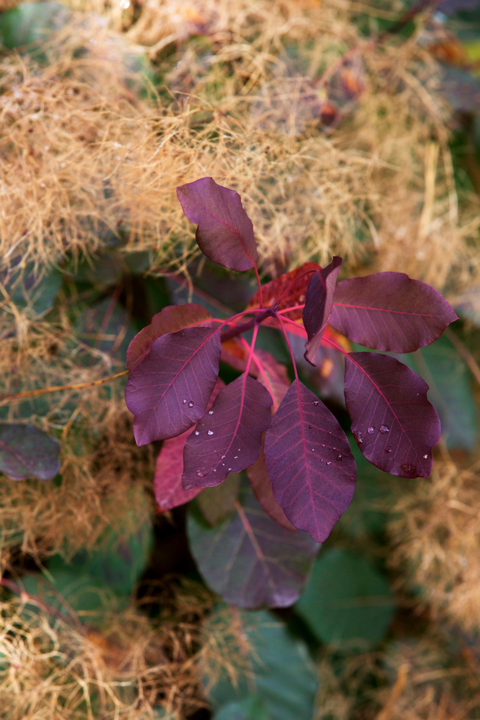 Helyn syyspuutarha on yhtä värien juhlaa | Viherpiha