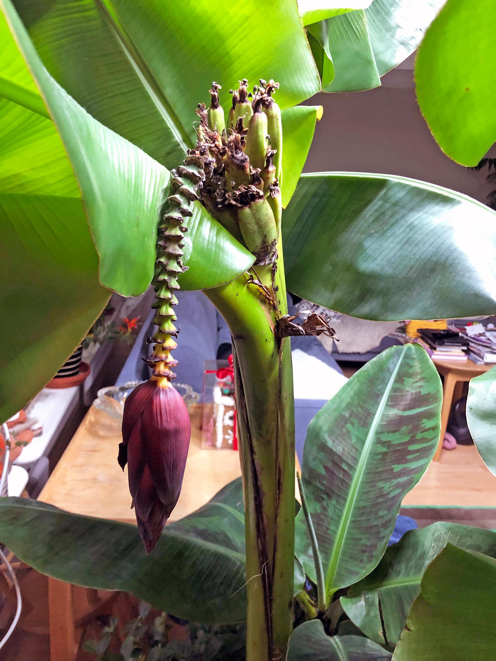 Banaani tuotti hedelmiä huonekasvina | Kotona