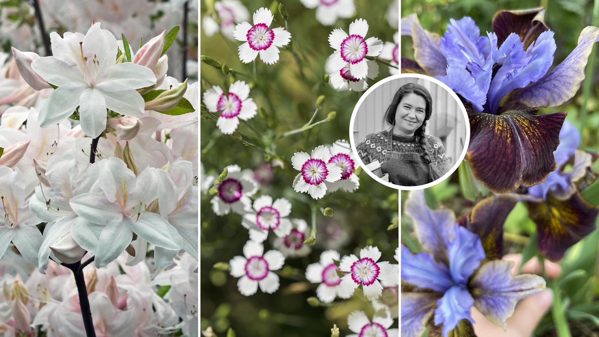 Puutarhan kasvit – hoito-ohjeet ja ihanat ideat | Kotona