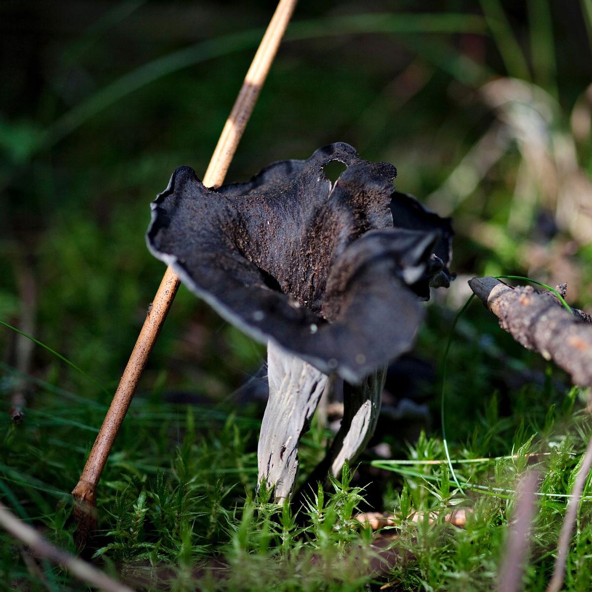 Pieni sieniopas: tunnista nämä herkulliset ruokasienet | Kotona