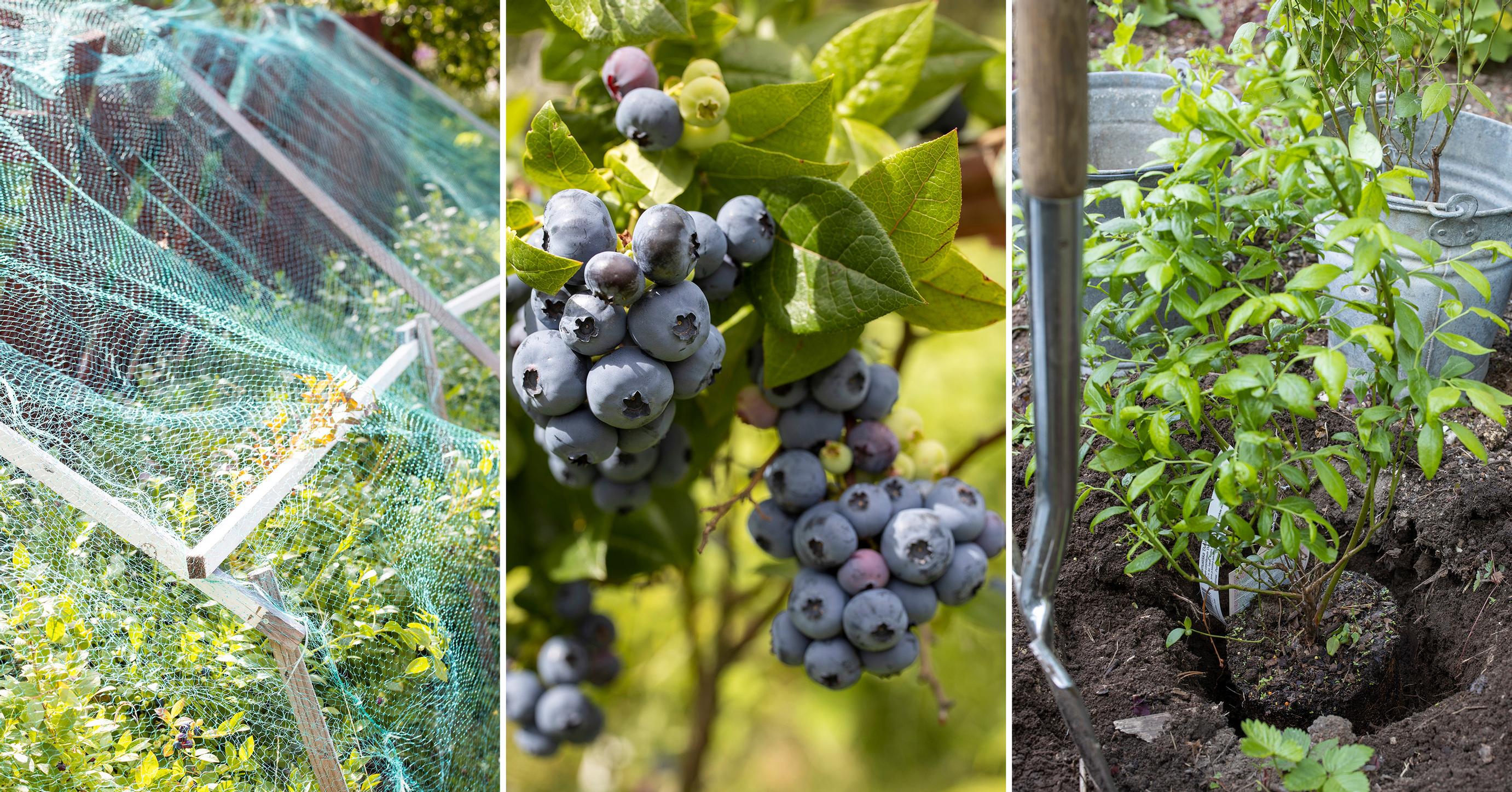 Pensasmustikan kasvatus – asiantuntijan vinkit | Meillä kotona