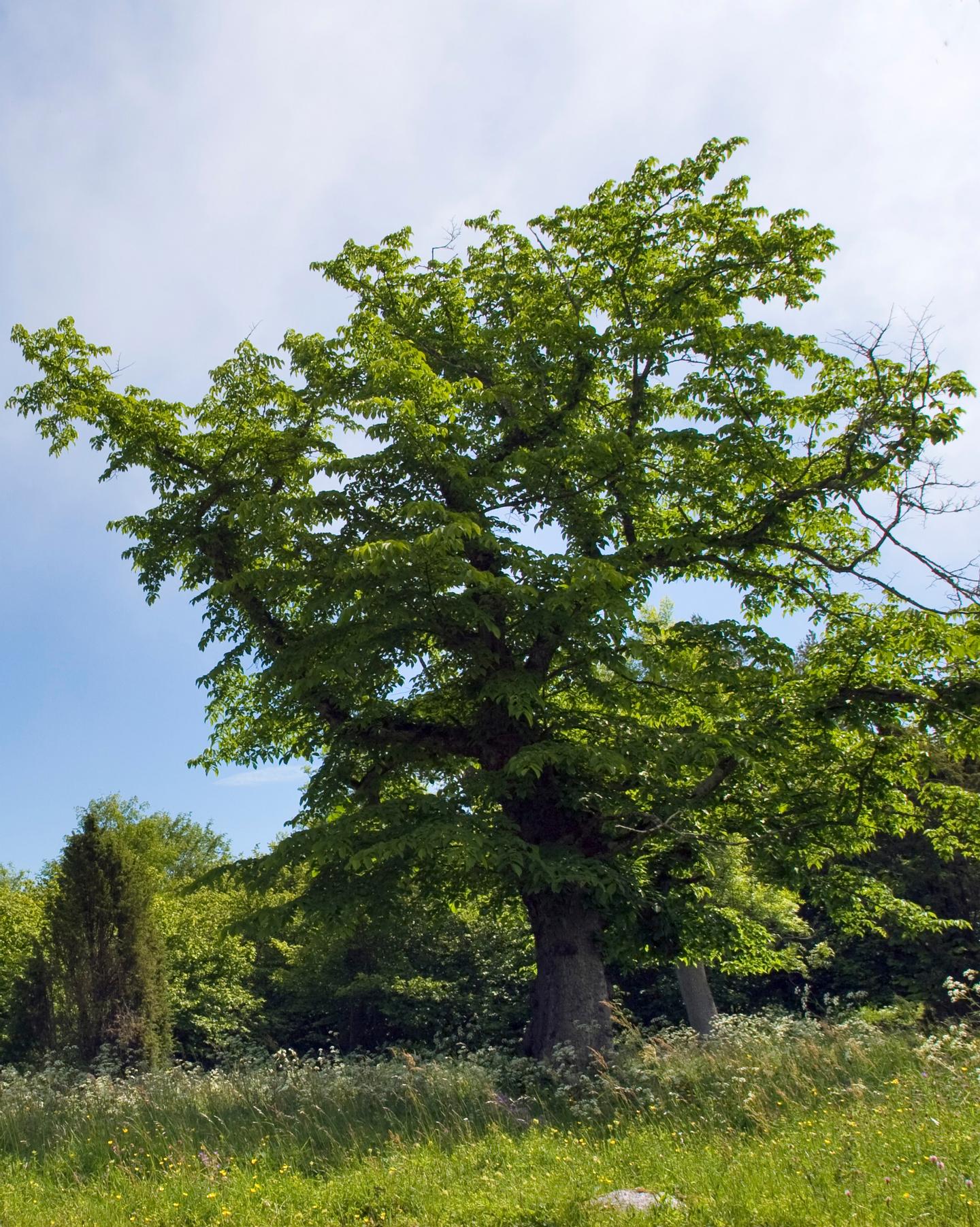 Saarni: näin onnistut puun kasvatuksessa | Meillä kotona