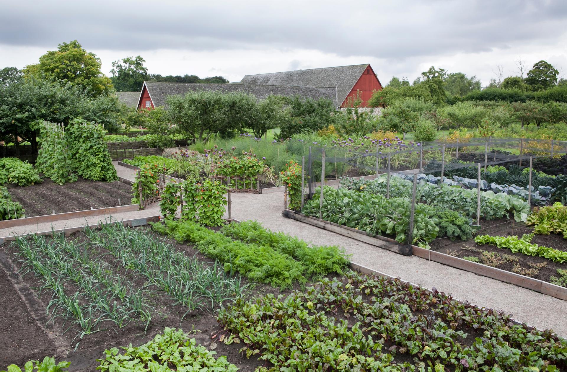 Kasvimaan perustaminen – 3 erilaista tapaa | Viherpiha