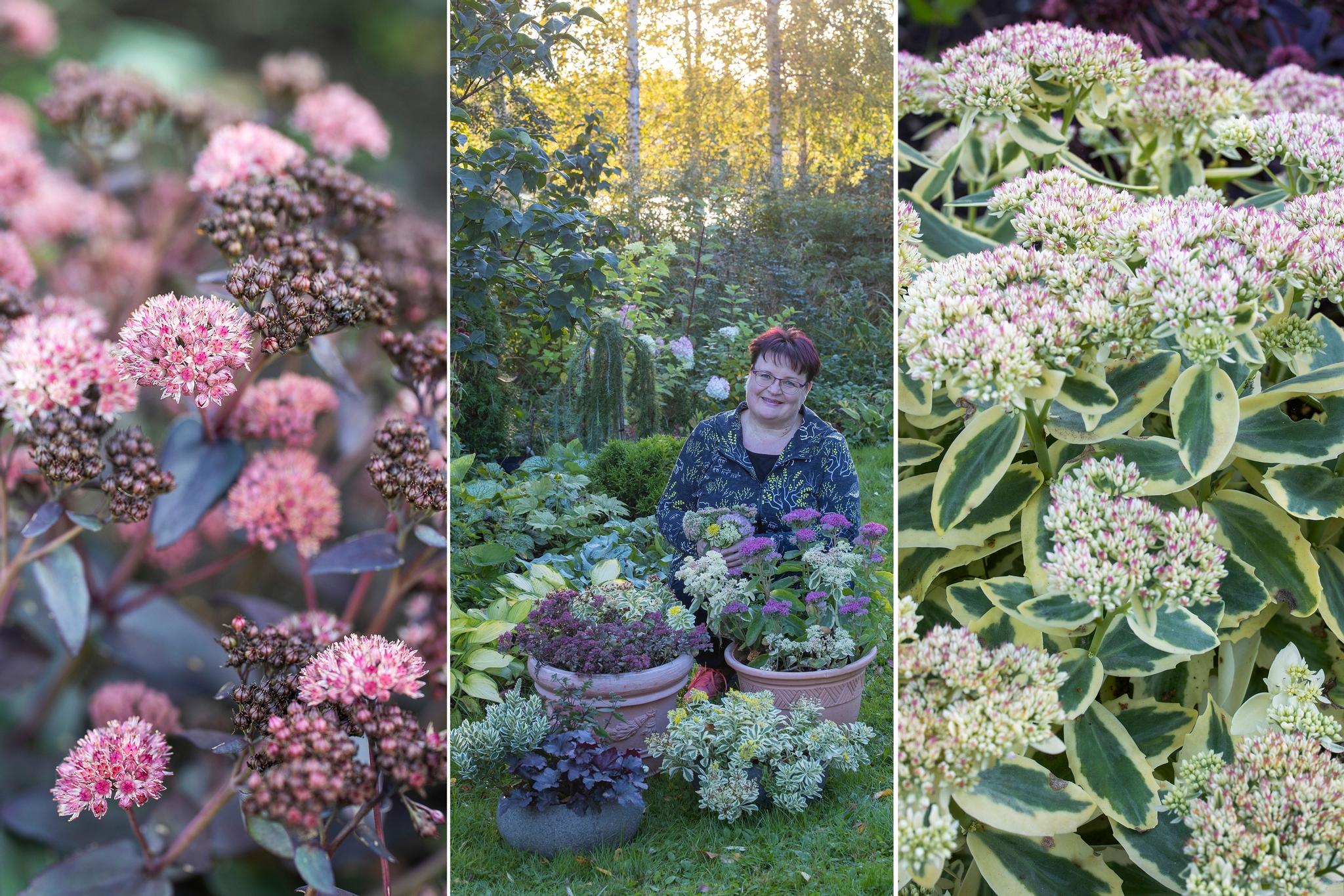 Maksaruoho – vinkit kasvatukseen ja lajikkeisiin | Viherpiha