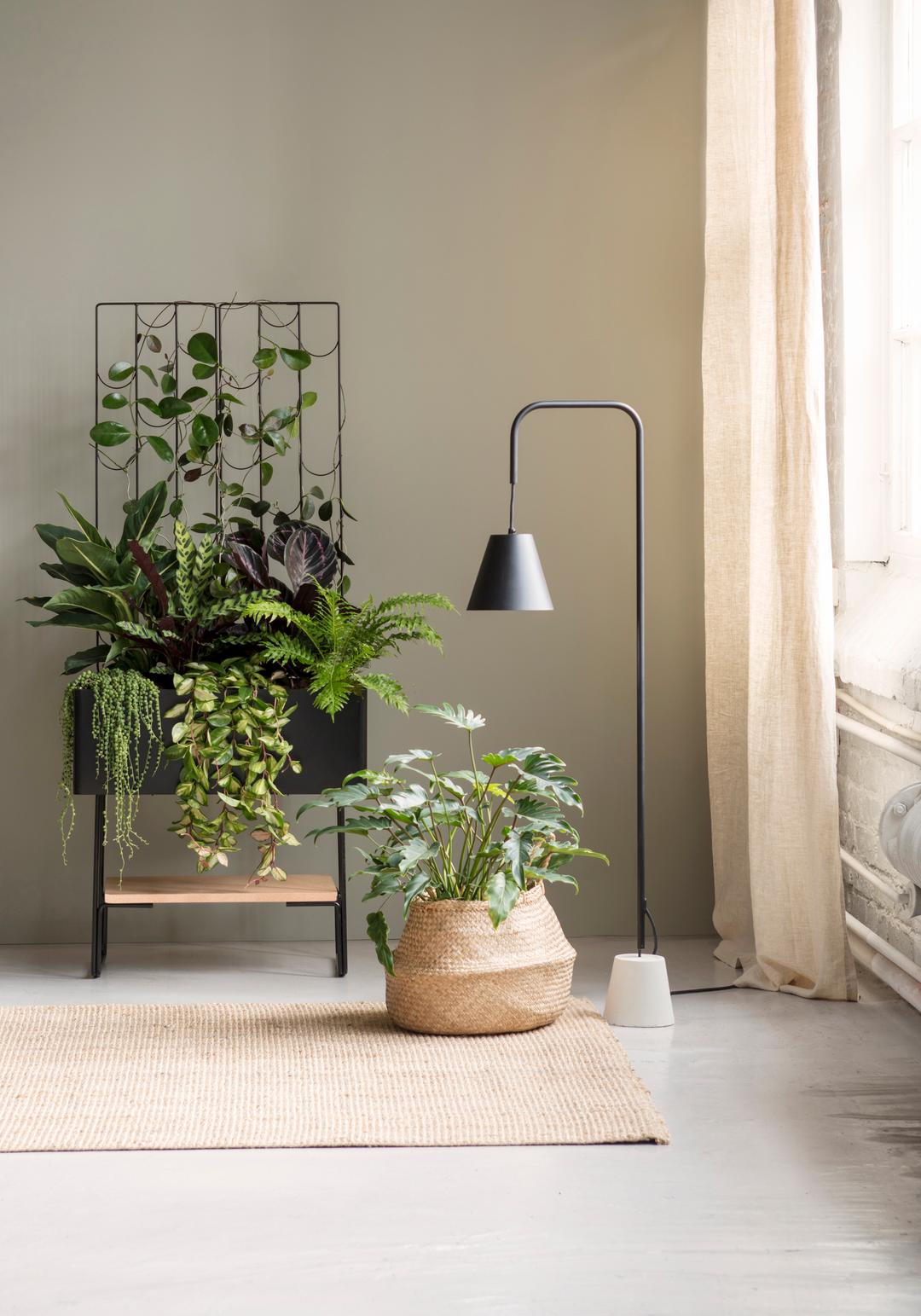 Viherkasvit sisustuksessa on kasvava trendi – katso vinkit! | Kotona