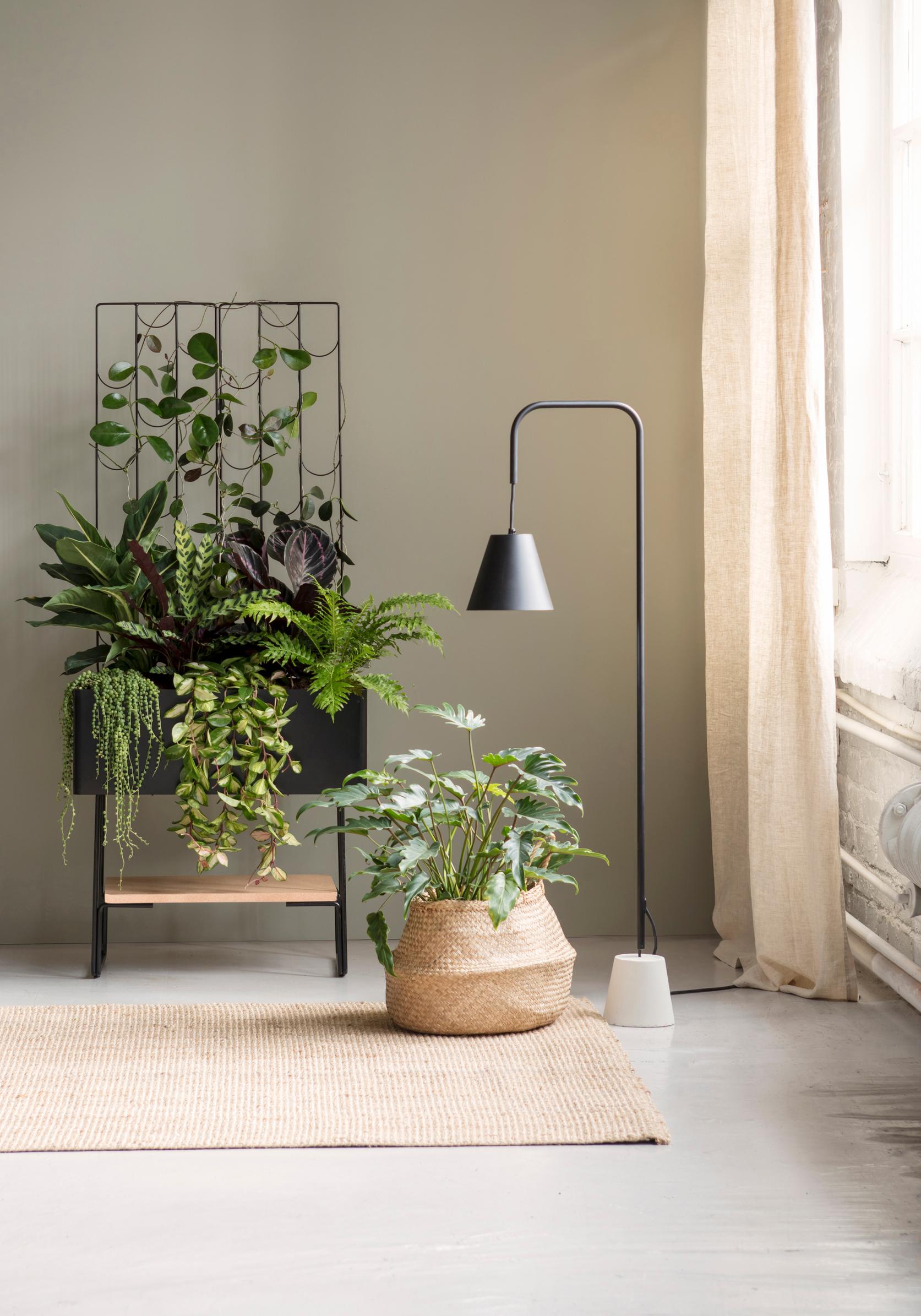 Viherkasvit sisustuksessa on kasvava trendi – katso vinkit! | Kotona