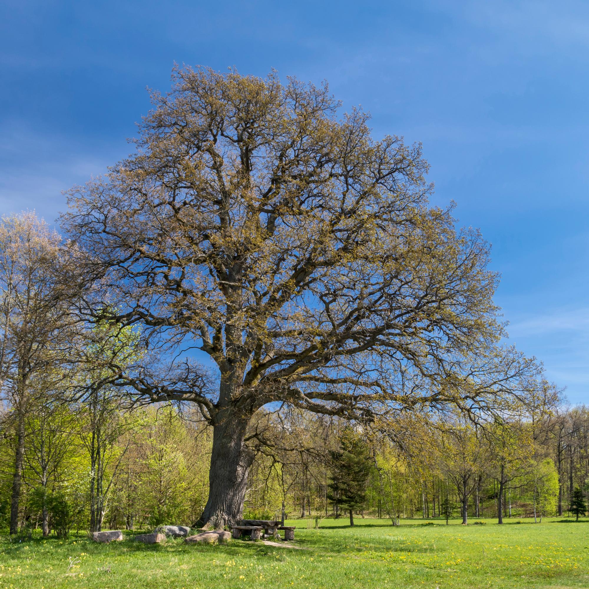 Puun juuret – tällaista on puun maanalainen elämä | Meillä kotona