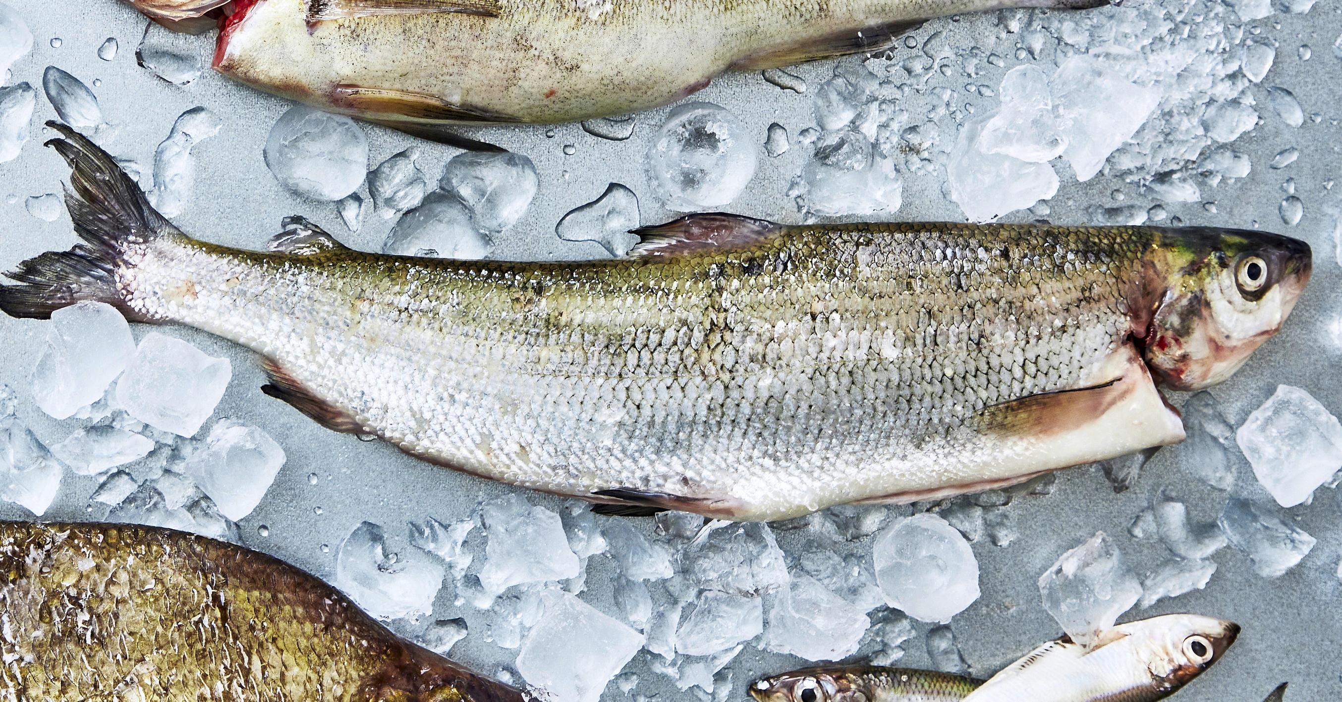 Siika: ruotojen poisto & parhaat reseptit | Maku