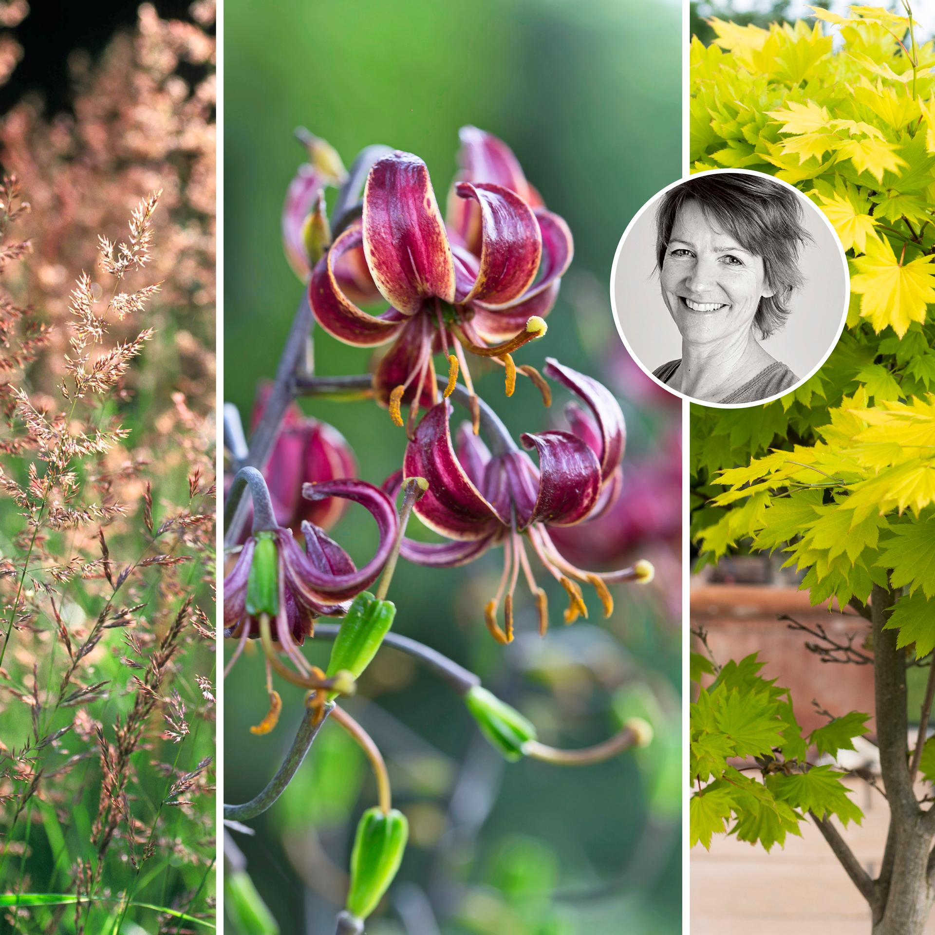 Puutarhan kasvit – hoito-ohjeet ja ihanat ideat | Kotona