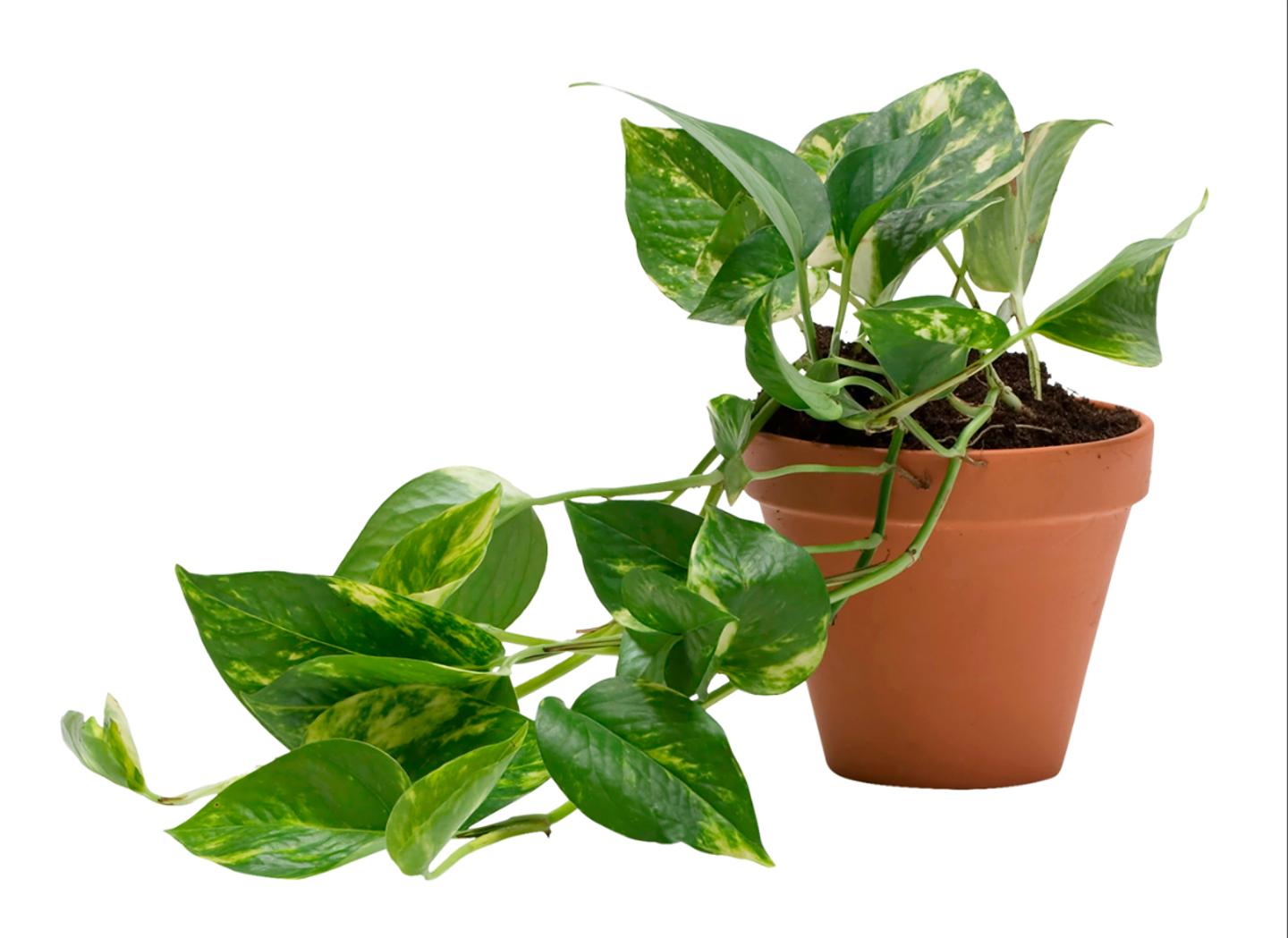 Huoneilmaa puhdistavat kasvit – suosi näitä lajeja! | Meillä kotona