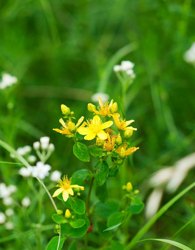 Kukkaniitty – ideat ja ohjeet | Kotona