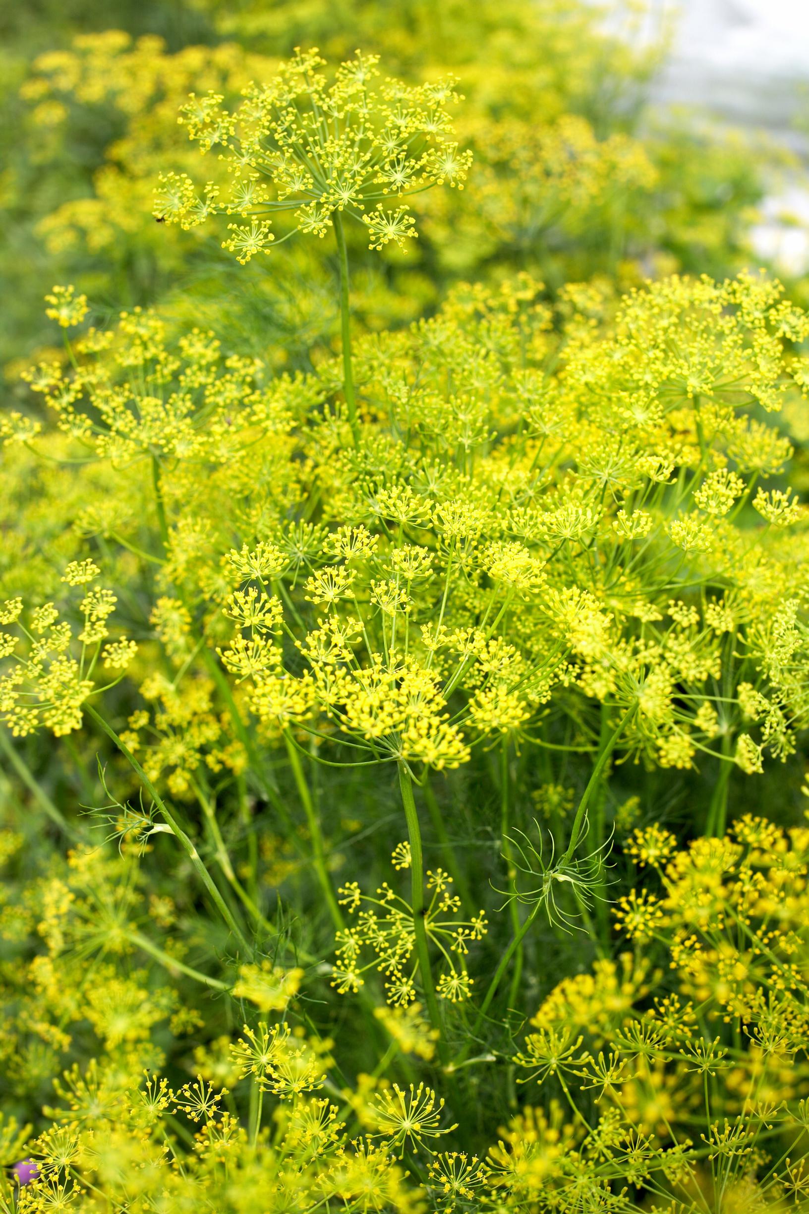 Tilli – kasvatus, hoito & parhaat reseptit | Kotona