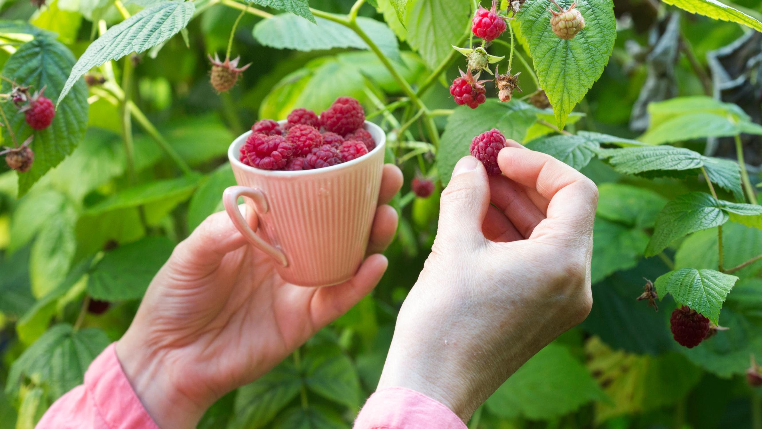 Kysymykset vadelman kasvatuksesta | Viherpiha