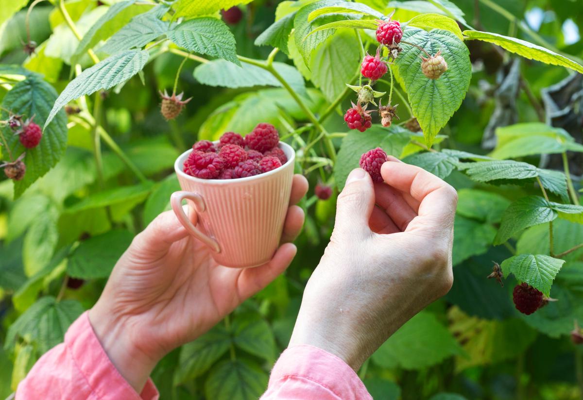 Kysymykset vadelman kasvatuksesta | Viherpiha