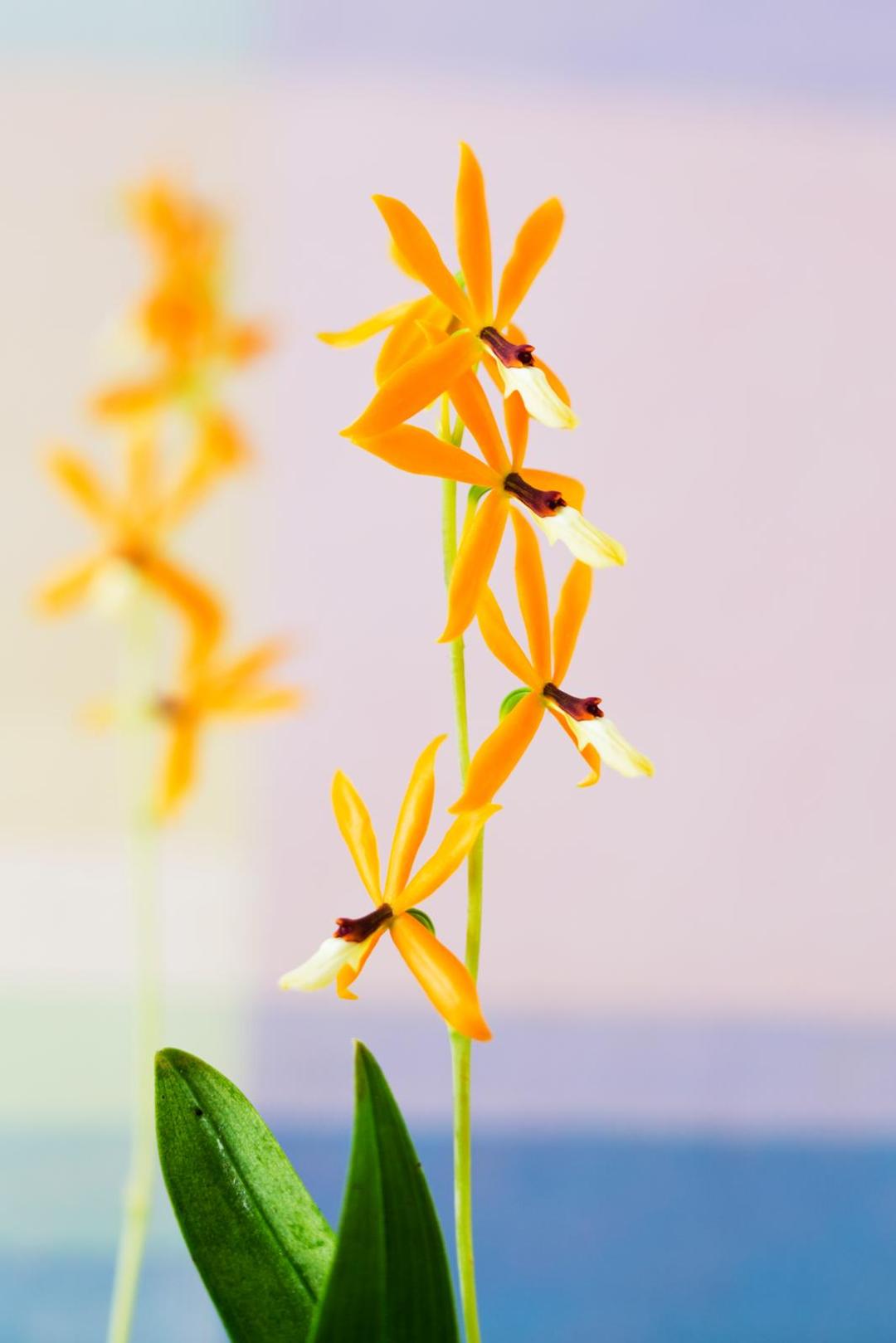 Orkidea: hoito, kasvatus ja erilaiset lajit | Viherpiha