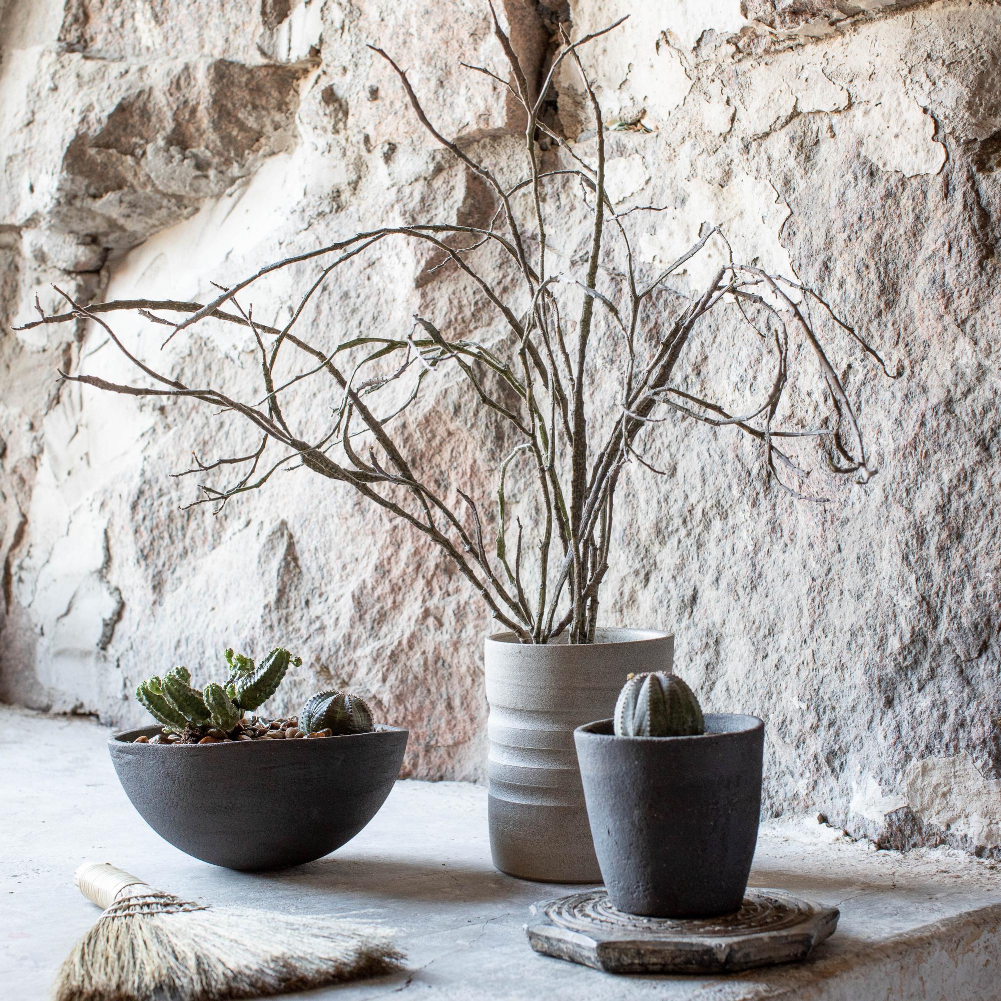 Oudot viherkasvit kotiin | Meillä kotona