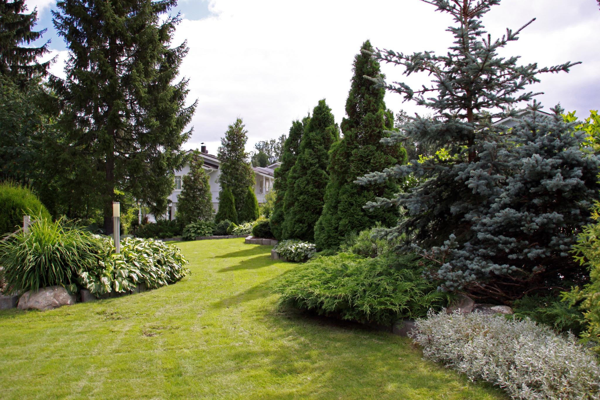 Tuivio: kasvatus, hoito ja istutusideat | Kotona