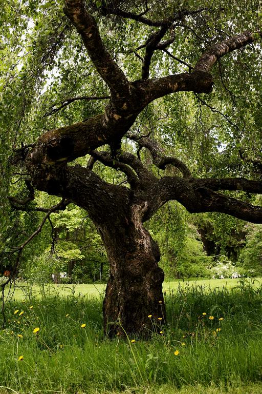 Viisaat kasvivalinnat | Meillä kotona