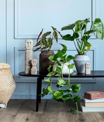 Nämä huonekasvit pärjäävät kauempana ikkunasta | Meillä kotona