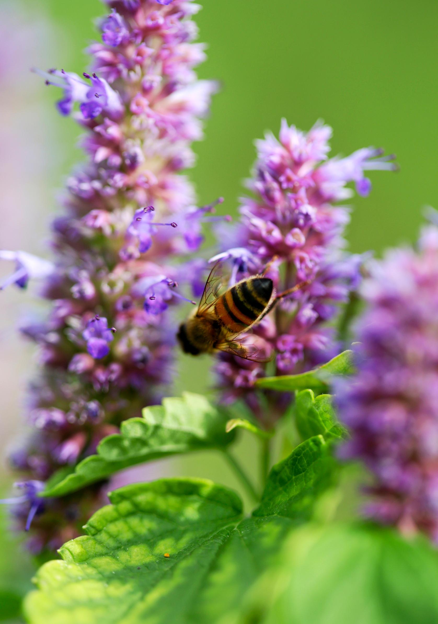 Puutarhuri Elina Sauvolan yrttiharrastus | Kotivinkki