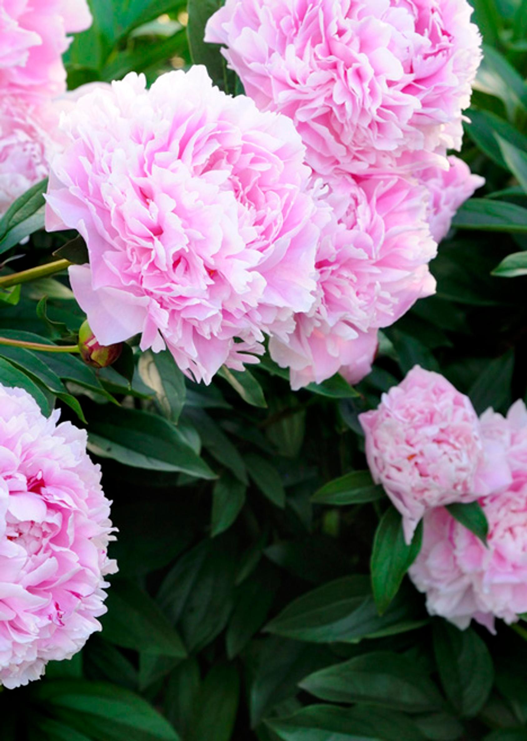 Pioni: kasvatus, hoito ja lannoitus – katso ohjeet | Viherpiha