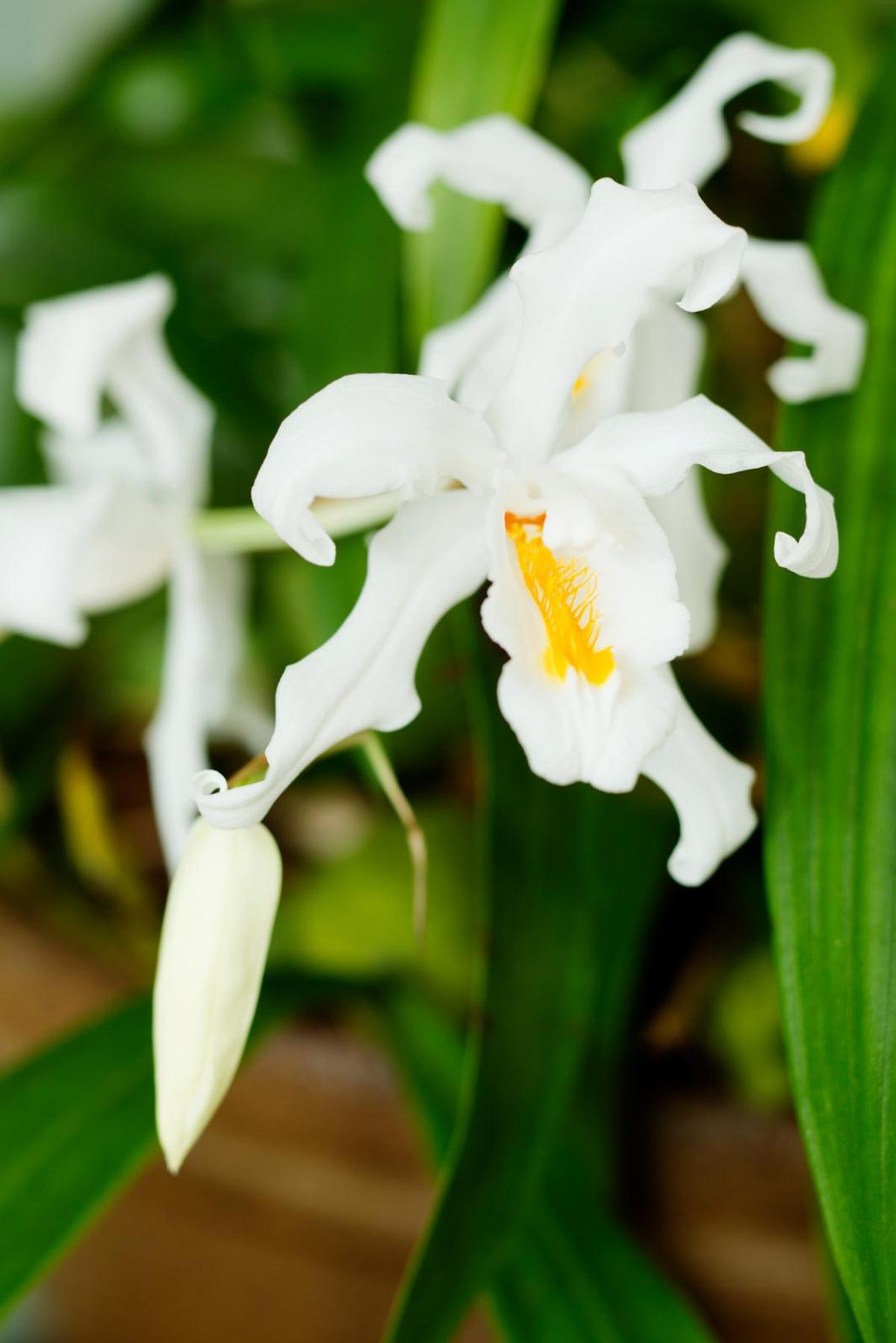 Orkidea: hoito, kasvatus ja erilaiset lajit | Viherpiha