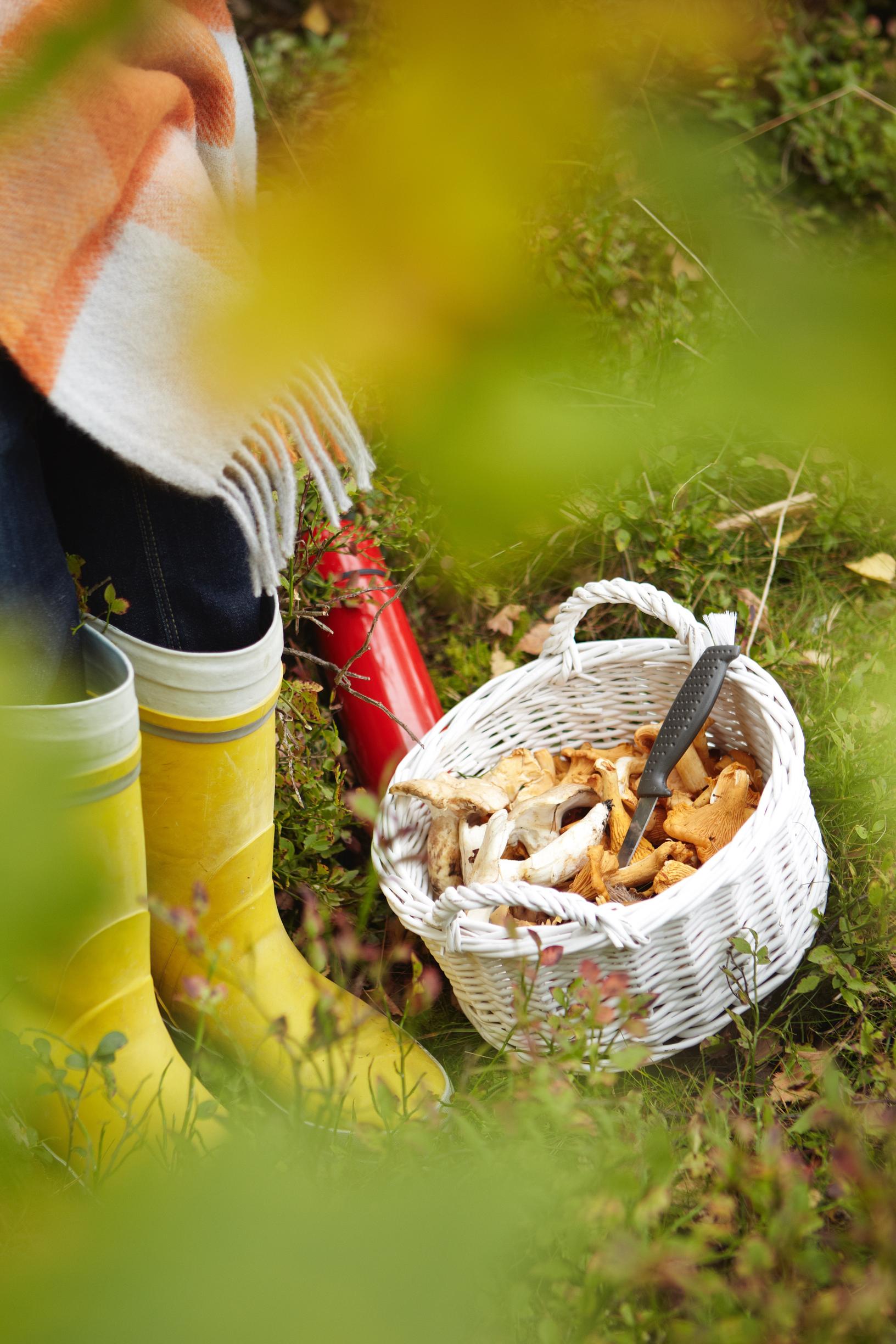 Pieni sieniopas: tunnista nämä herkulliset ruokasienet | Kotona