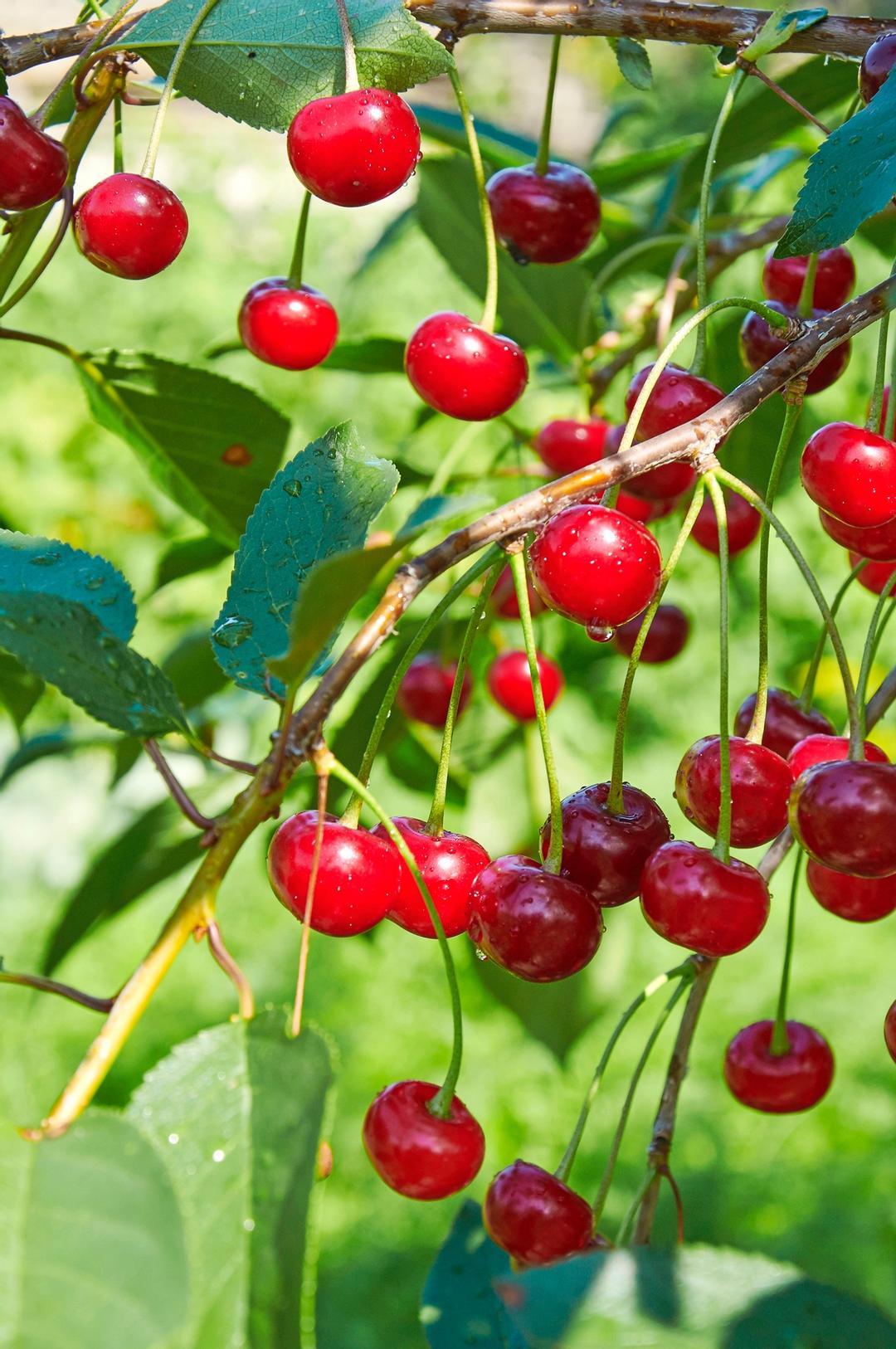 Kirsikkapuun leikkaus | Viherpiha