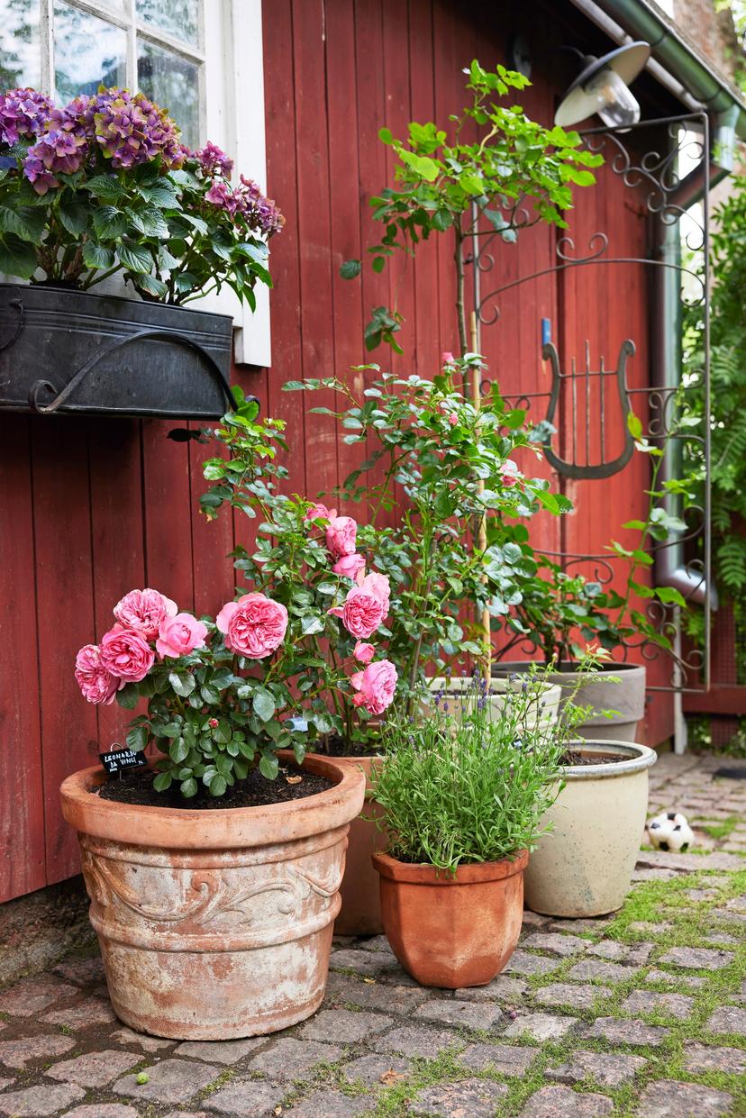 Satumainen ruusutarha Turussa | Viherpiha