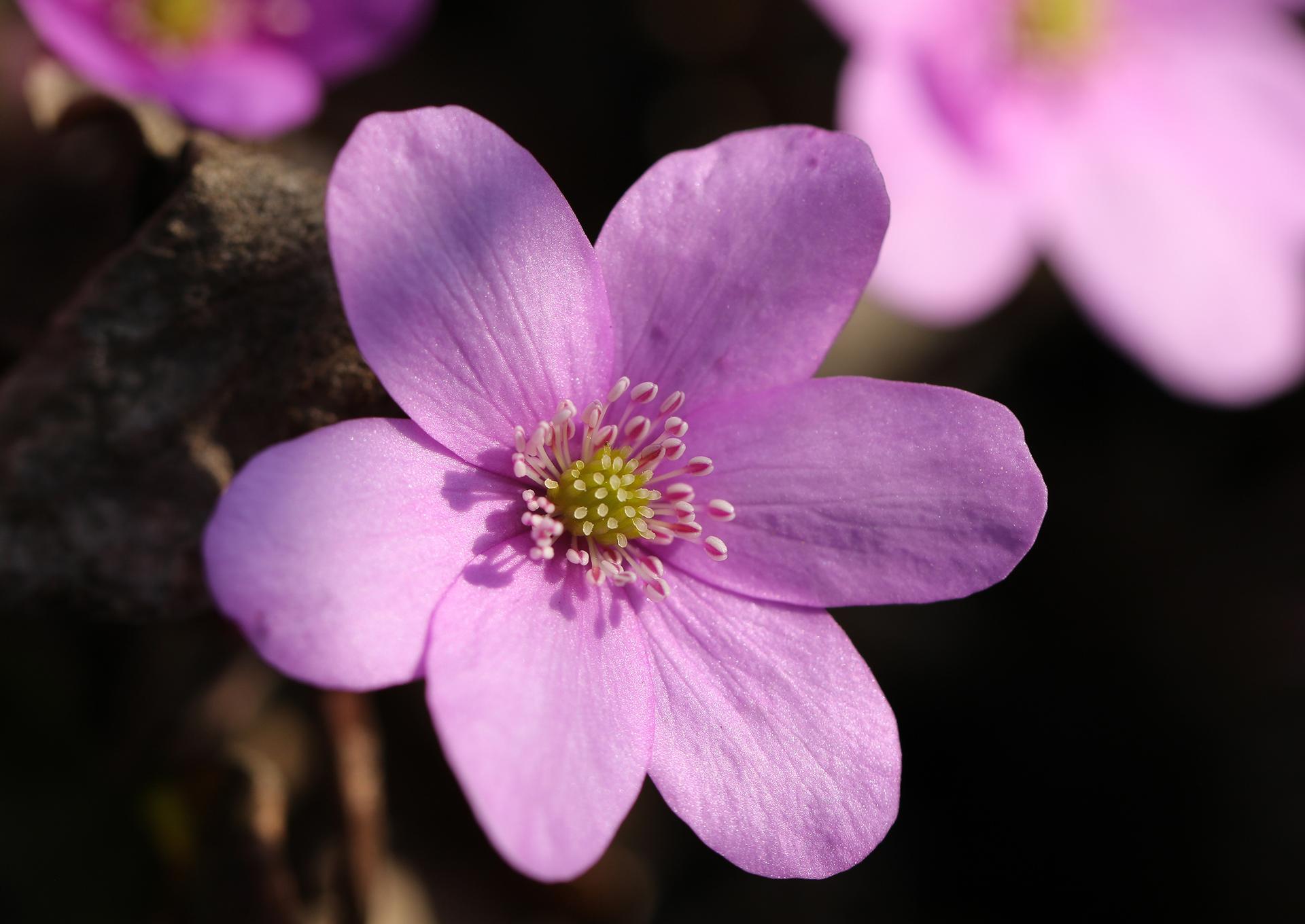 Kasvimaailman oudot poikkeamat | Viherpiha