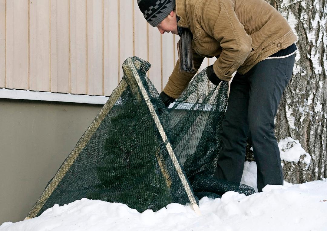 Tuivio: kasvatus, hoito ja istutusideat | Kotona