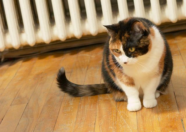 Kuivanapitolämmitys kannattaa mökillä | Meidän Mökki