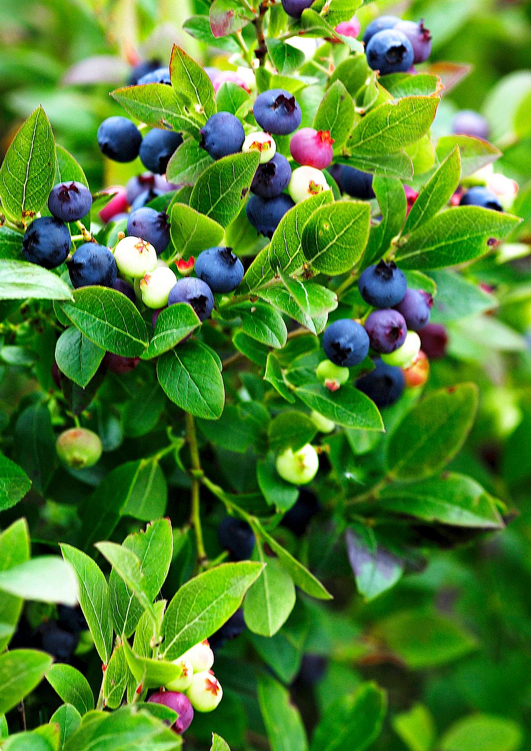 Marjapensaat – valitse sopivin omaan pihaan | Meidän Mökki