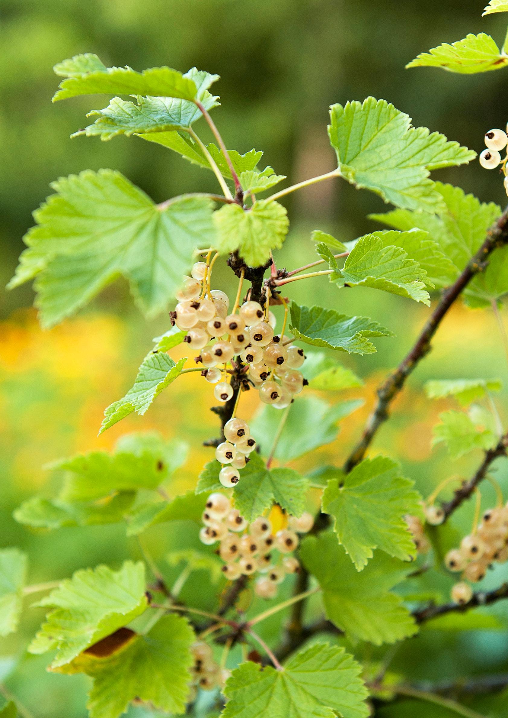 Marjapensaat – valitse sopivin omaan pihaan | Meidän Mökki