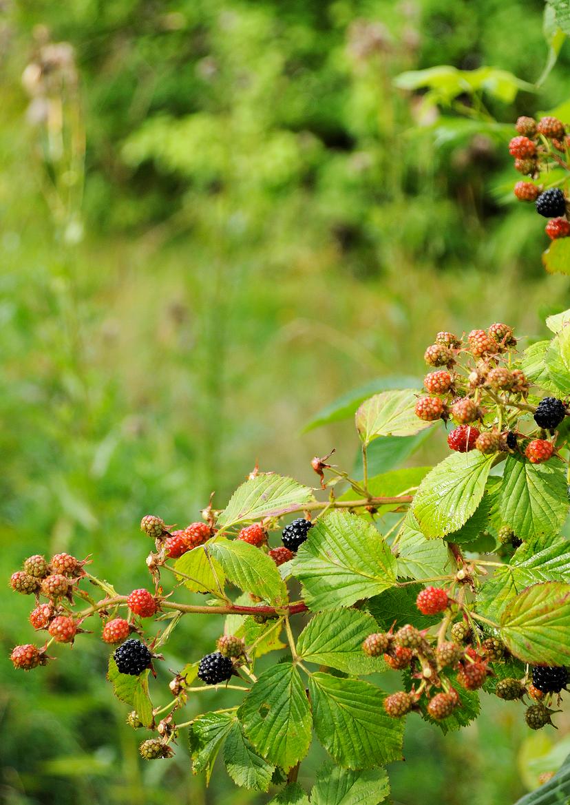 Marjapensaat – valitse sopivin omaan pihaan | Meidän Mökki