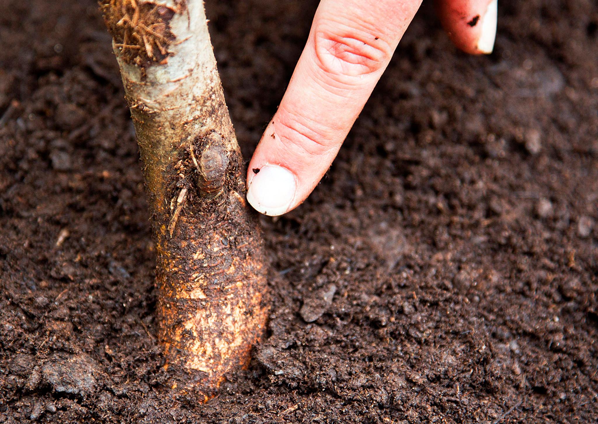 Puun istutus: kuvalliset ohjeet ja asiantuntijan vinkit | Viherpiha