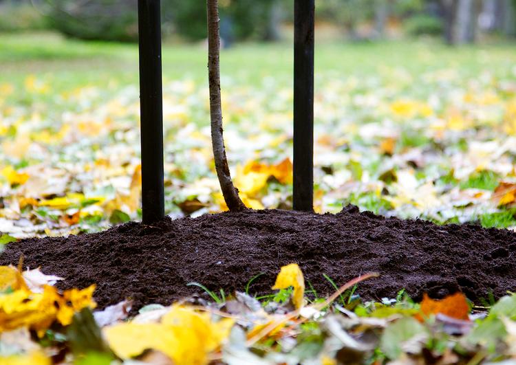 Puun istutus: kuvalliset ohjeet ja asiantuntijan vinkit | Viherpiha