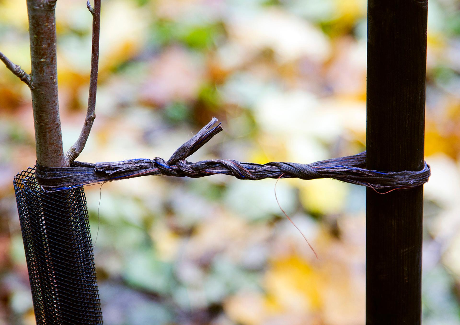 Puun istutus: kuvalliset ohjeet ja asiantuntijan vinkit | Viherpiha