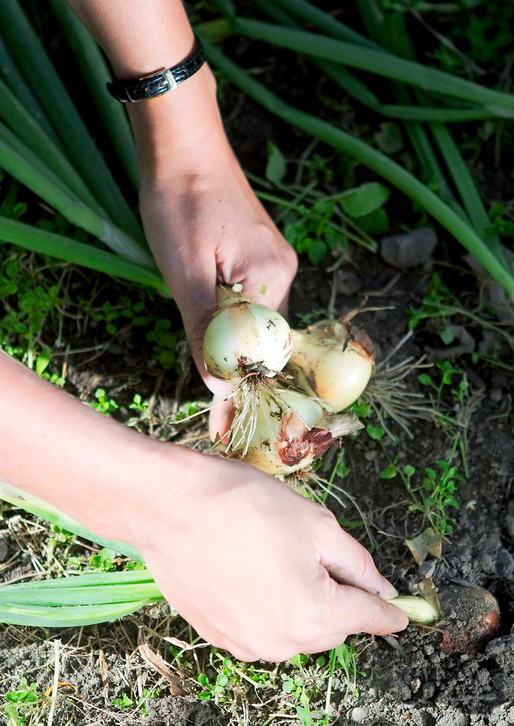 Sipulin istutus ja hoito – katso ohje! | Viherpiha