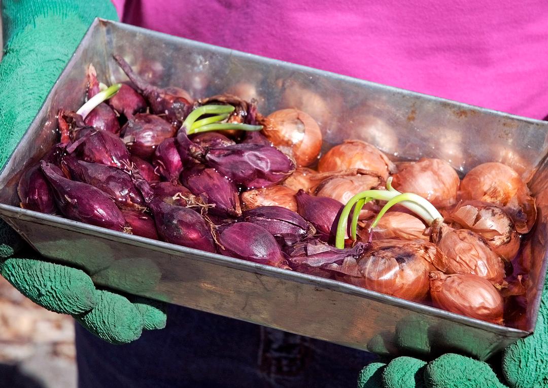 Sipulin istutus ja hoito – katso ohje! | Viherpiha