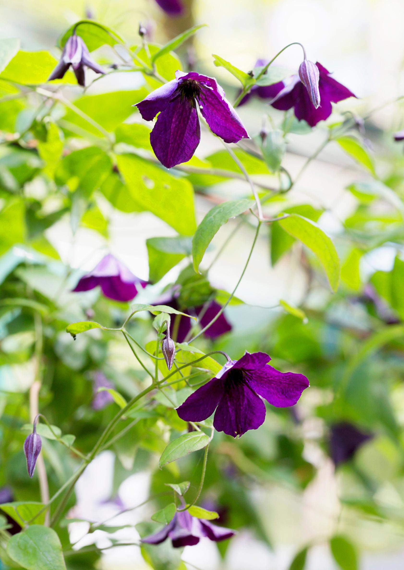 21 x valloittavat kärhölajikkeet | Viherpiha