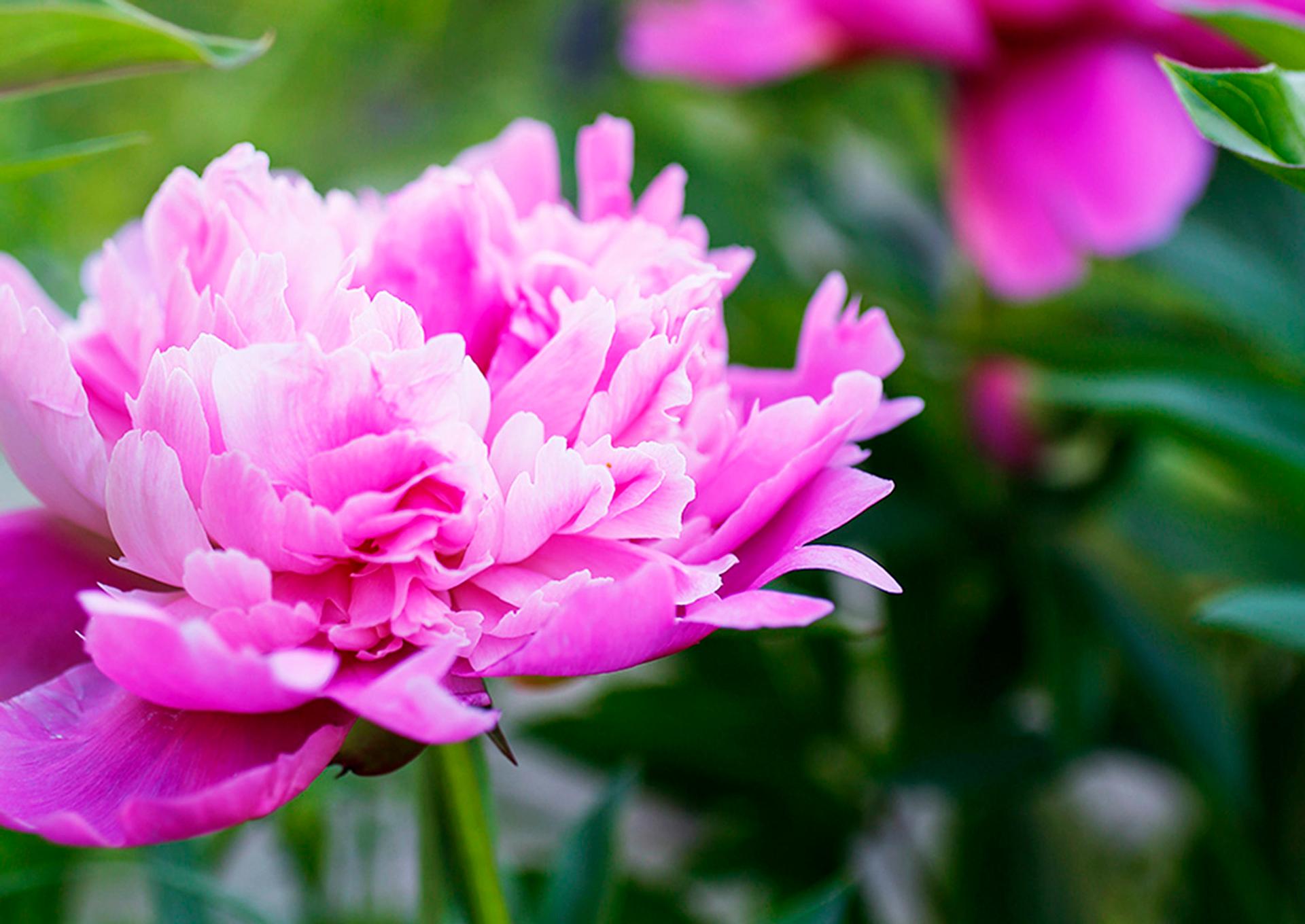 Pioni: kasvatus, hoito ja lannoitus – katso ohjeet | Viherpiha