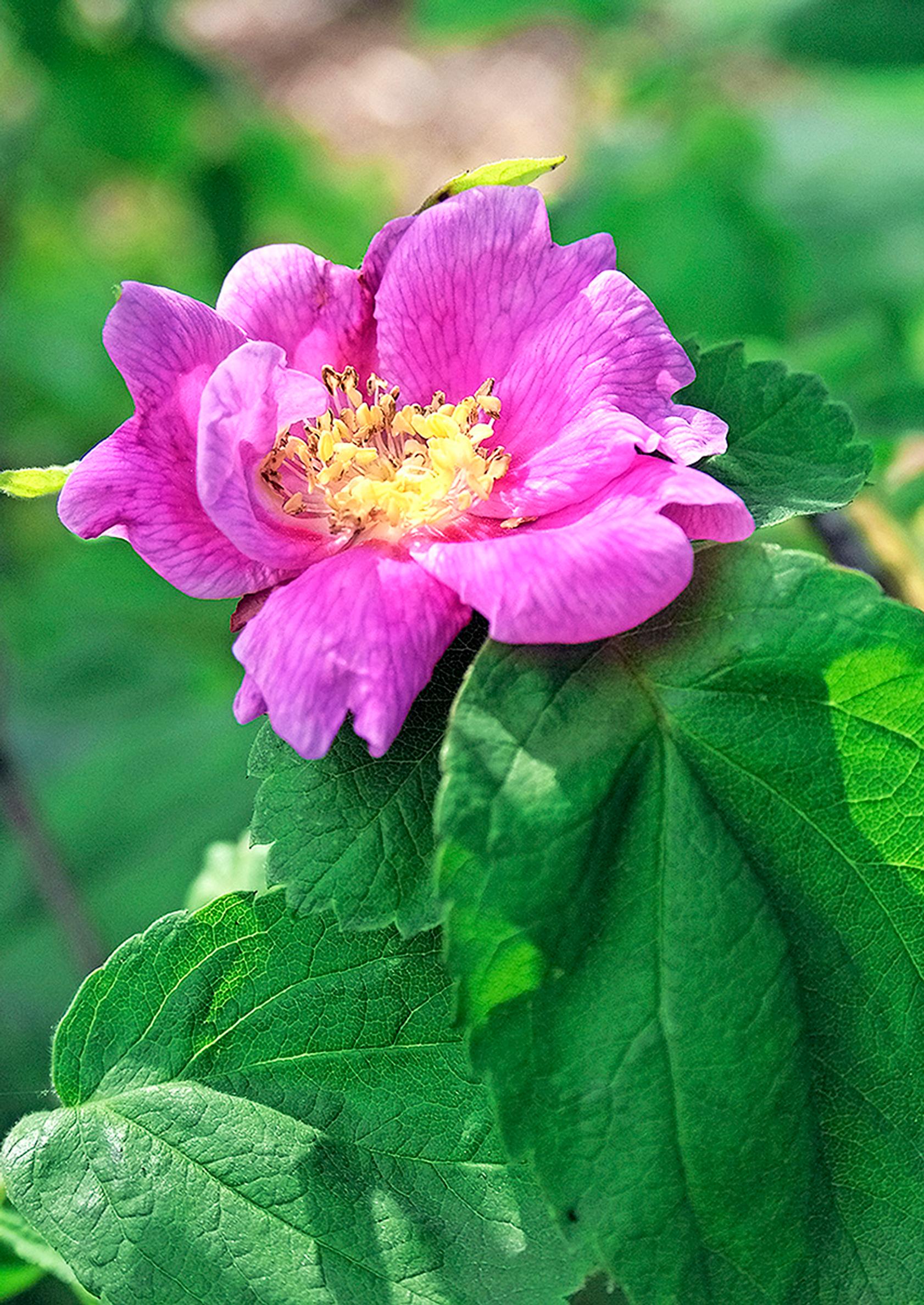 Ruusut – 16 upeinta lajiketta | Viherpiha