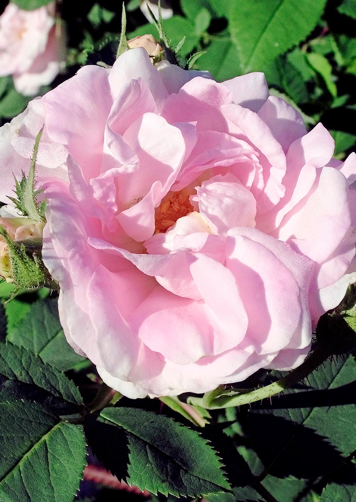 Ruusut – 16 upeinta lajiketta | Viherpiha