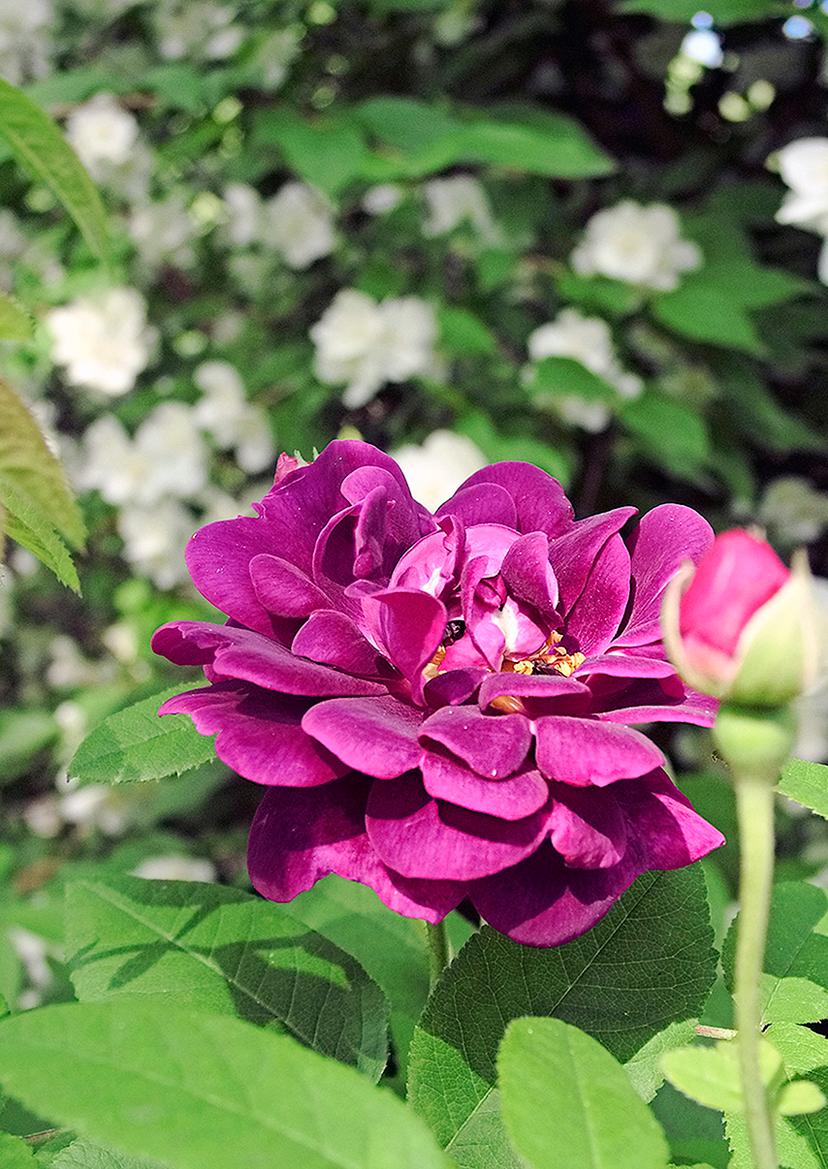 Ruusut – 16 upeinta lajiketta | Viherpiha