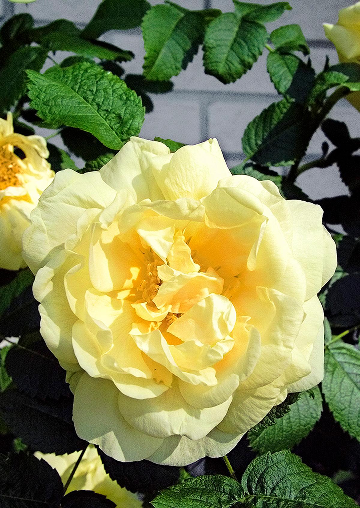 Ruusut – 16 upeinta lajiketta | Viherpiha