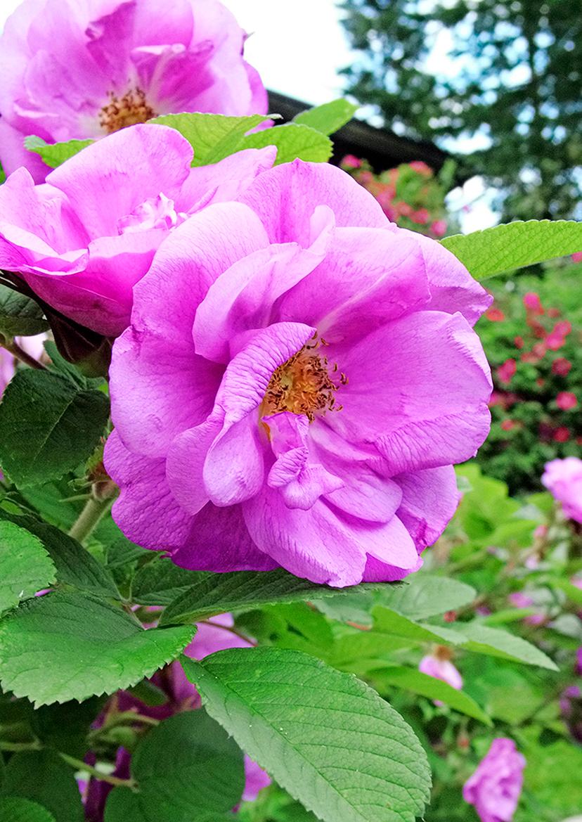 Ruusut – 16 upeinta lajiketta | Viherpiha